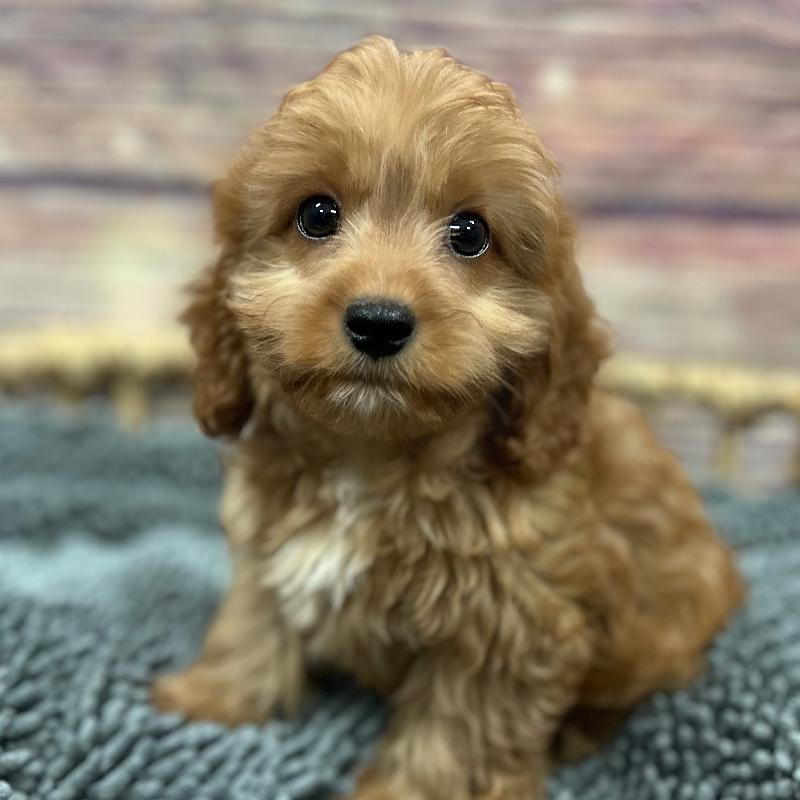 Cavapoo Puppy Red ID:5066 Located at Petland Memphis, Tennessee