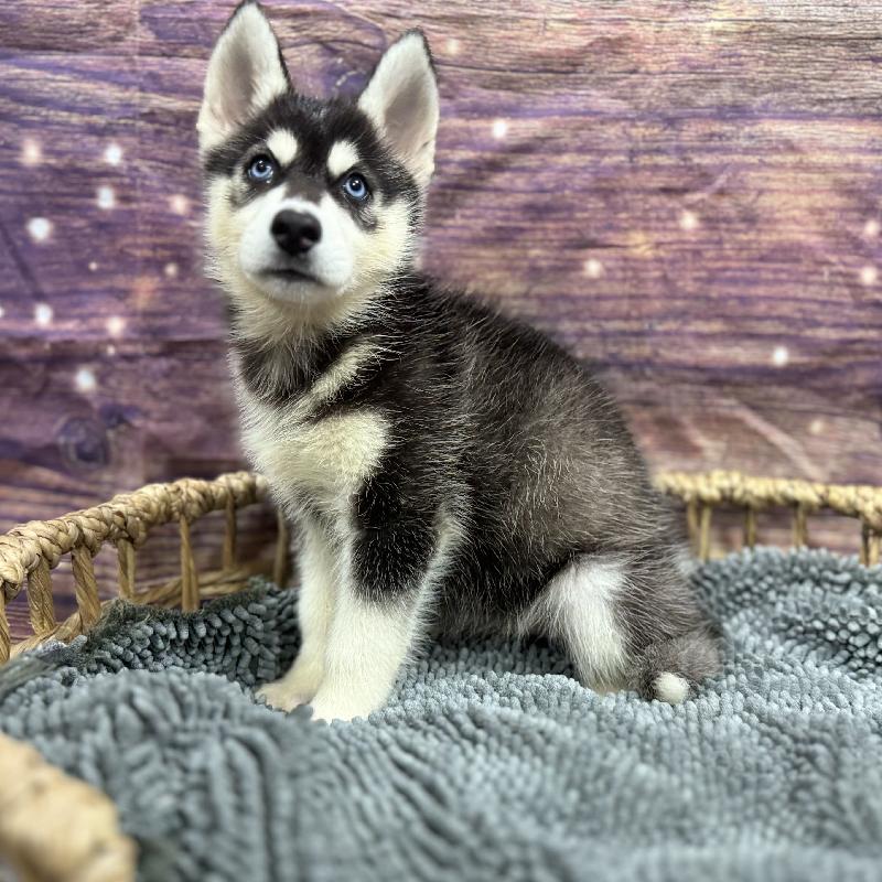 Siberian Husky Puppy blk & wh ID:5082 Located at Petland Memphis, Tennessee