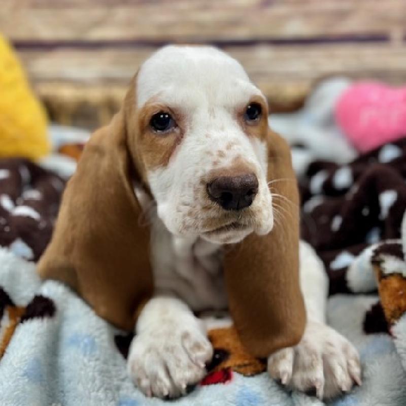 Basset Hound Puppy Tn & Wh ID:5137 Located at Petland Memphis, Tennessee