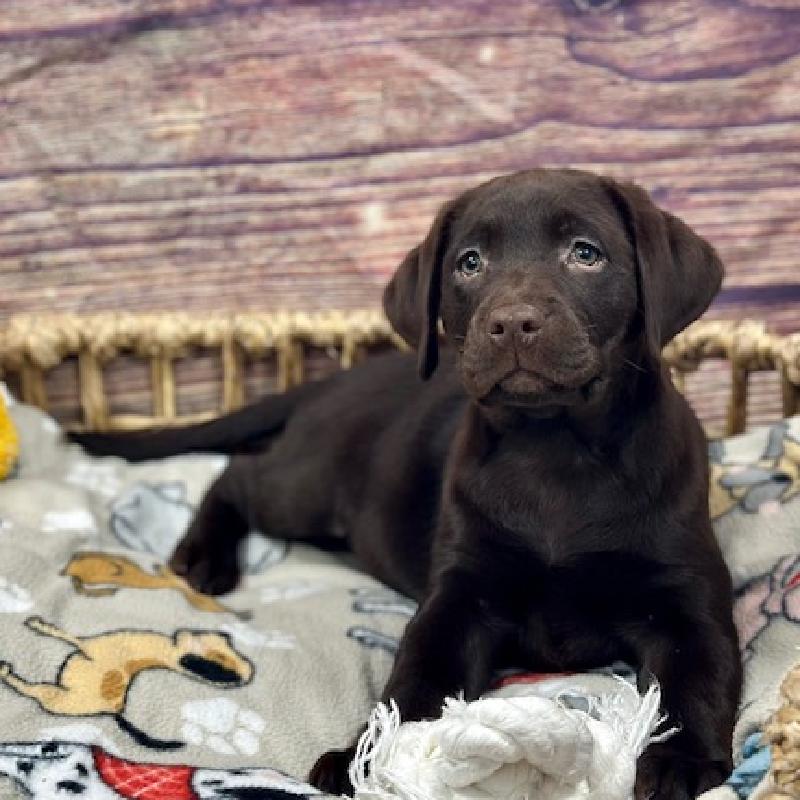 Labrador Retriever Puppy Chlt ID:5158 Located at Petland Memphis, TN