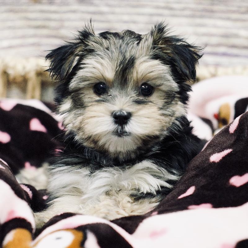 Morkie Puppy Blk & Tn ID:5283 Located at Petland Memphis, TN