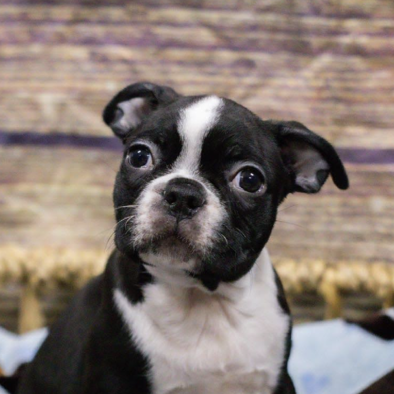 Puppy Photo Gallery | Petland Memphis, Tennessee